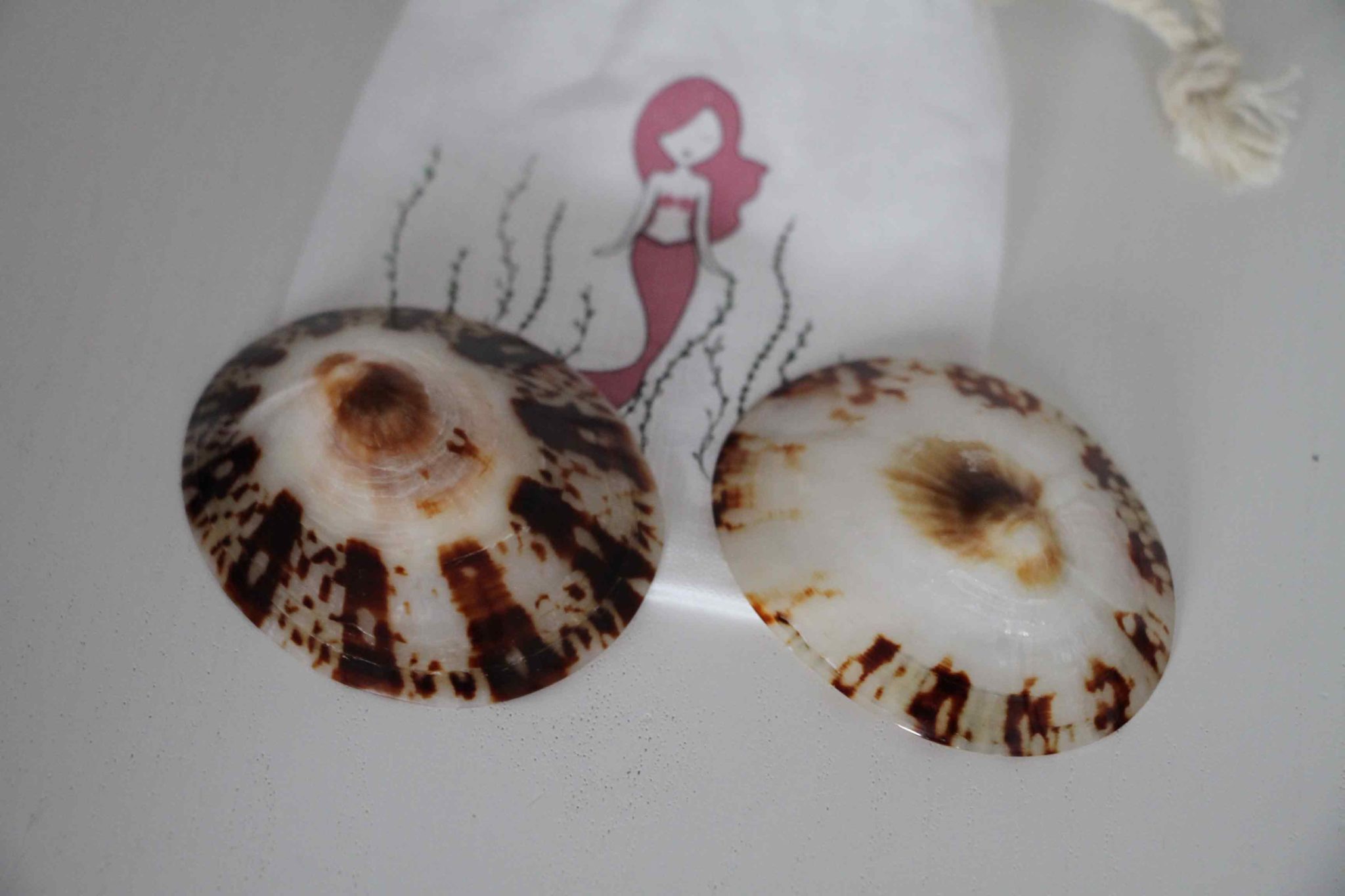 C'est quoi les coquillages d'allaitement Baby Shell ⋆ Maman jusqu'au ...